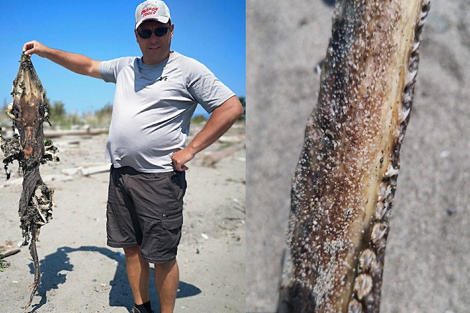 Mysterious sea creature washes ashore at Victoria-area beach - The ... Mysterious sea creature washes ashore at Victoria-area beach - The ...