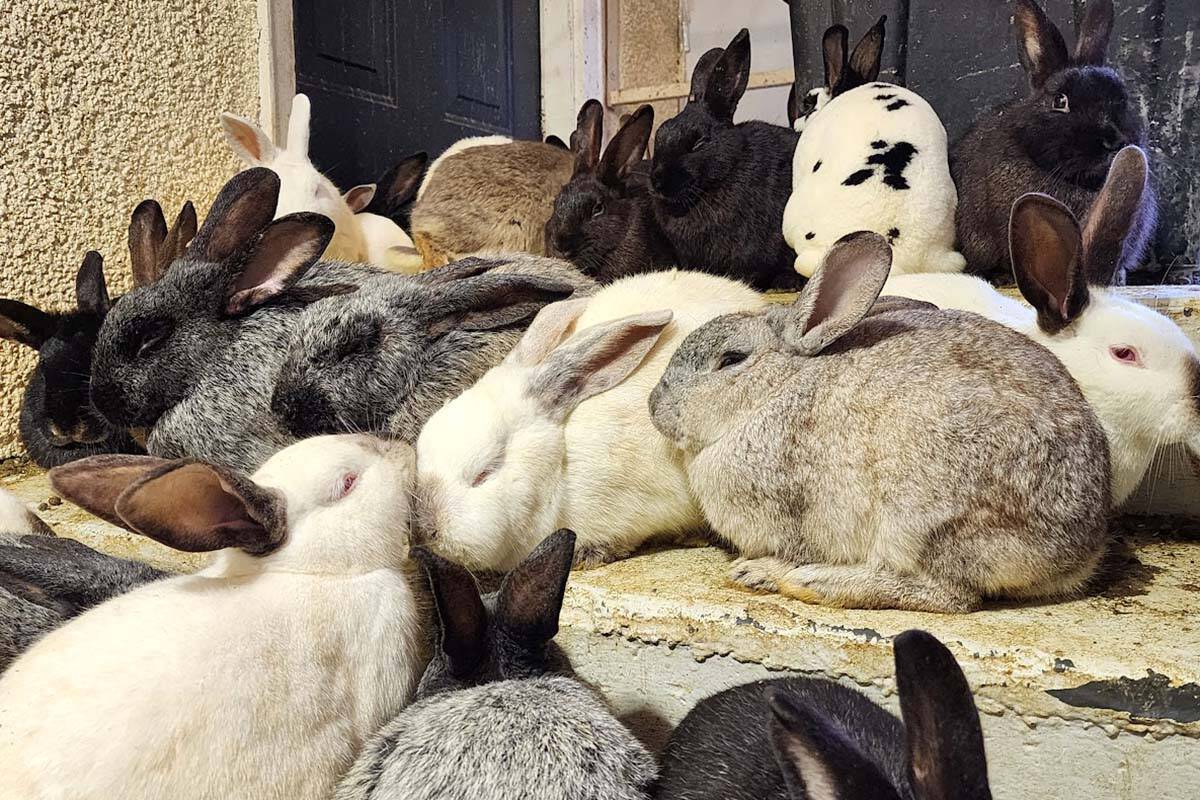 SPCA seizes 162 rabbits from Abbotsford property - Aldergrove Star
