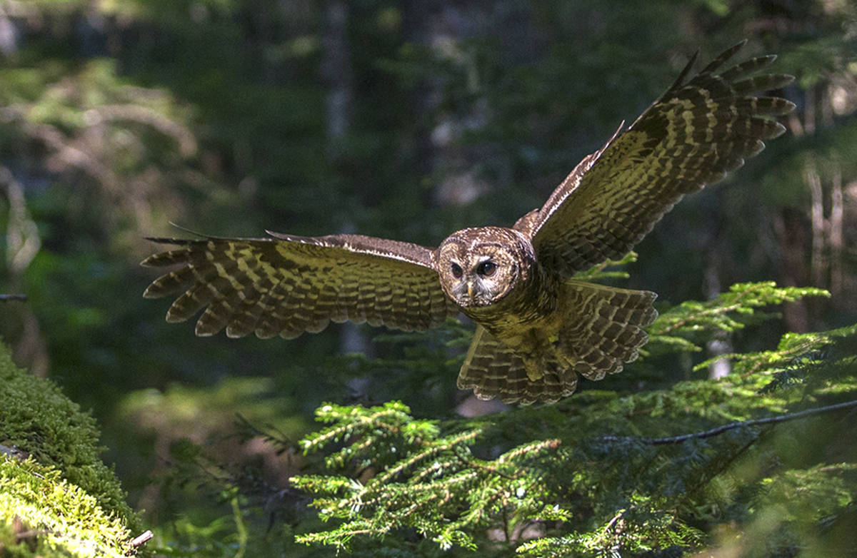 B.C. should take ‘new approach’ to protecting endangered species ...