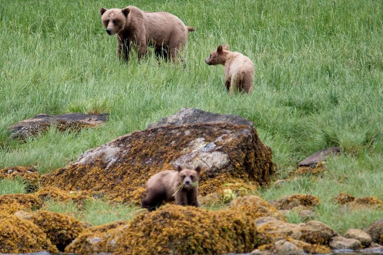 Photographer sustains serious injuries from grizzly bear attack in ...