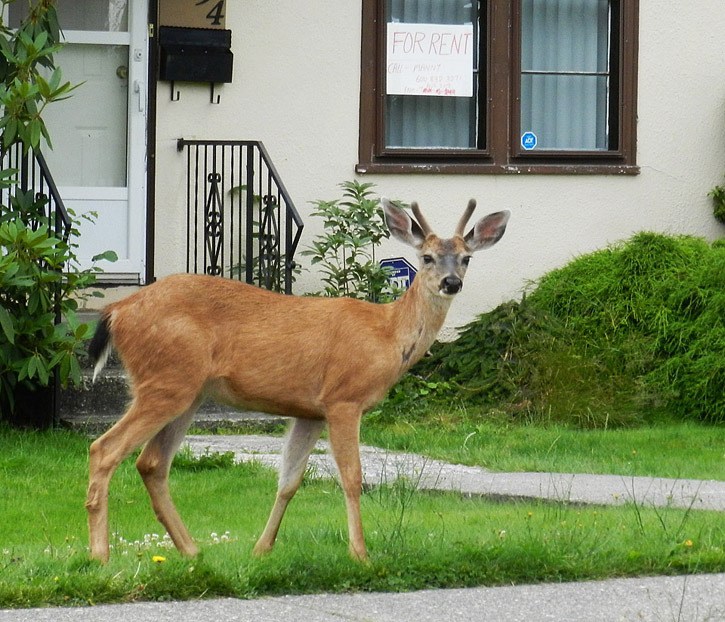 Deer near downtown Chilliwack a rare sight - The Chilliwack Progress