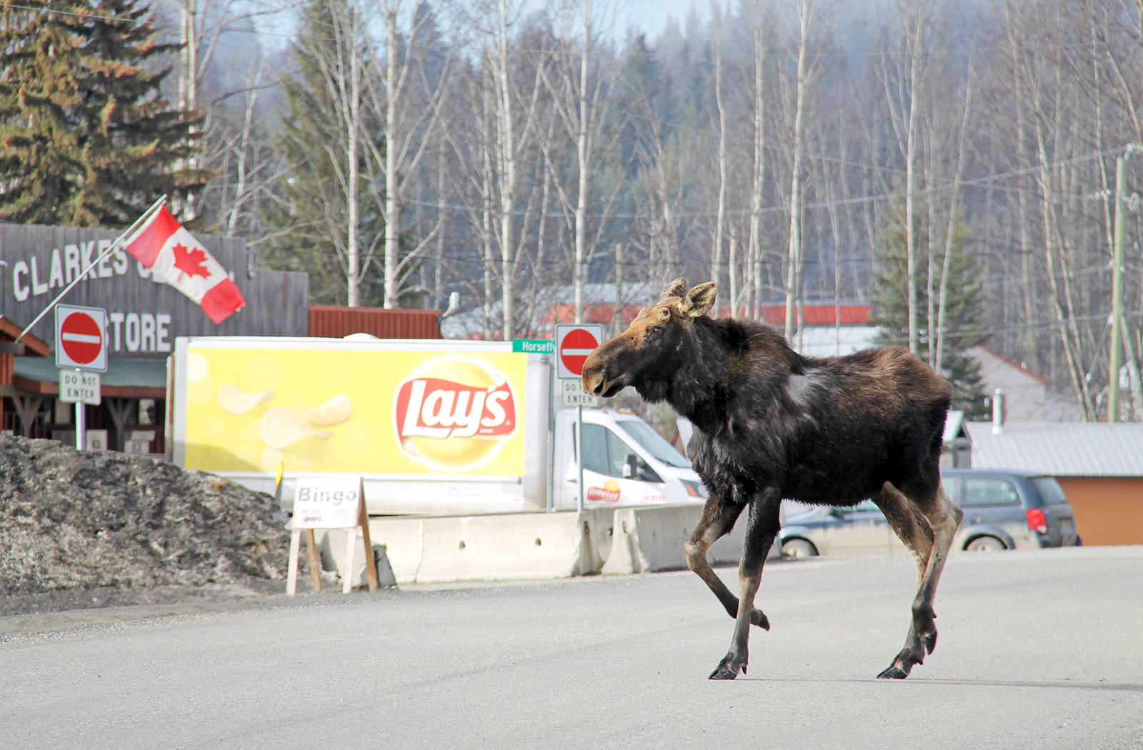 PHOTO: Moose on the loose in northern B.C. - Cowichan Valley Citizen