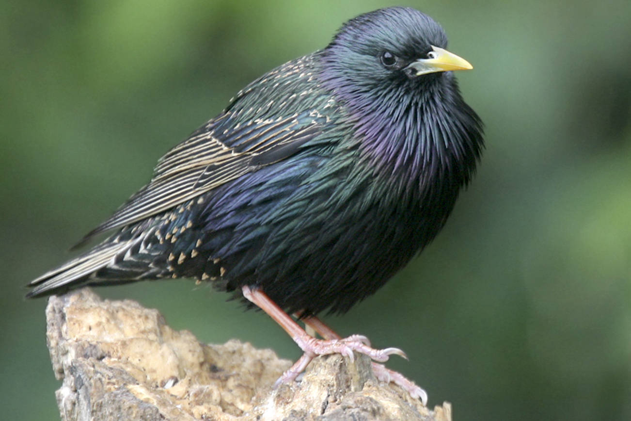 More than 50,000 starlings euthanized in the Okanagan last year - Fernie BC News