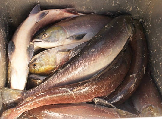 Babine Lake salmon count down - Houston Today Babine Lake salmon count down - Houston Today