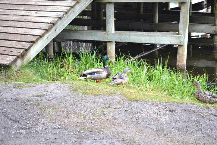 Just ducky at Duck Pond in Houston - Houston Today