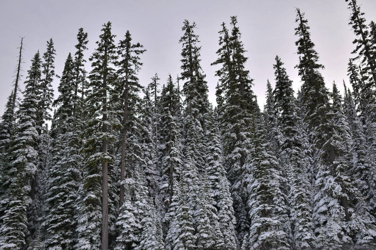 Okanagan sees highest January snowpack levels in eight years - Kelowna ... Okanagan sees highest January snowpack levels in eight years - Kelowna ...