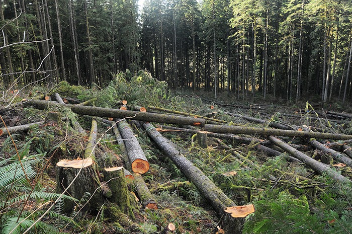 Powerline path pushes across streams - Maple Ridge-Pitt Meadows News