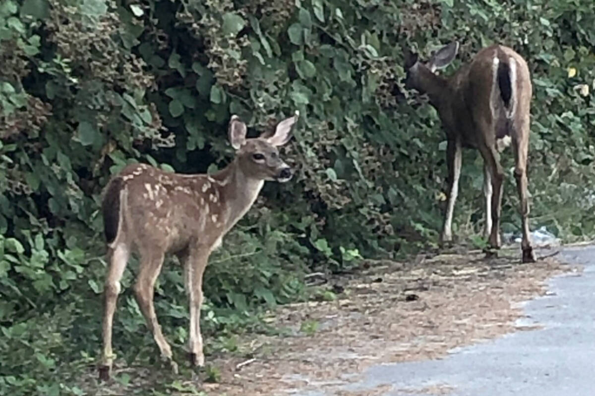 SHARE: Stopping by the Blacksheep for a bite - Maple Ridge-Pitt Meadows News