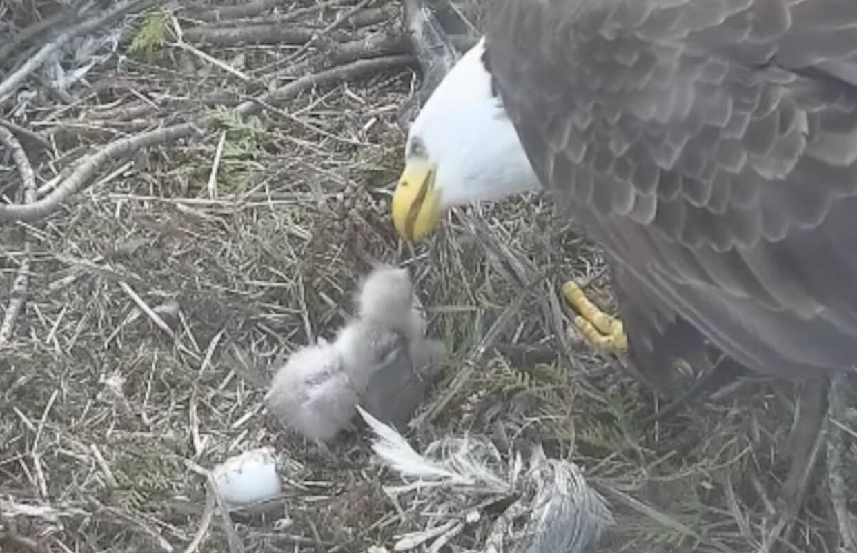 Egg watch: Baby bald eaglet hatches in B.C. nest - Maple Ridge-Pitt Meadows News