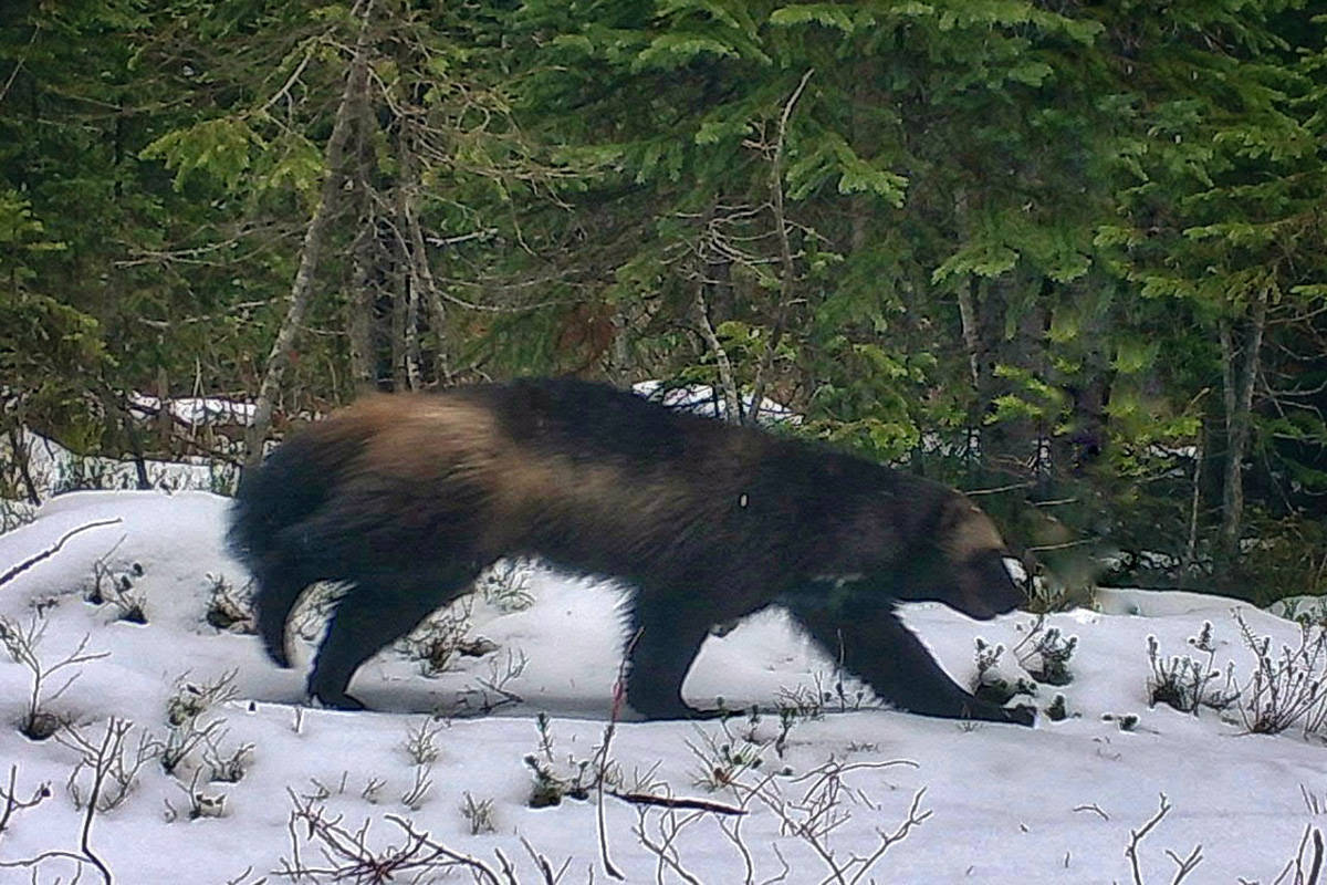 PHOTOS: Salmon Arm trail cam takes rare shot of wolverine - Nanaimo ...