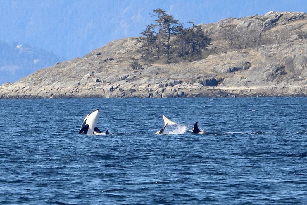 Orca Jumping
