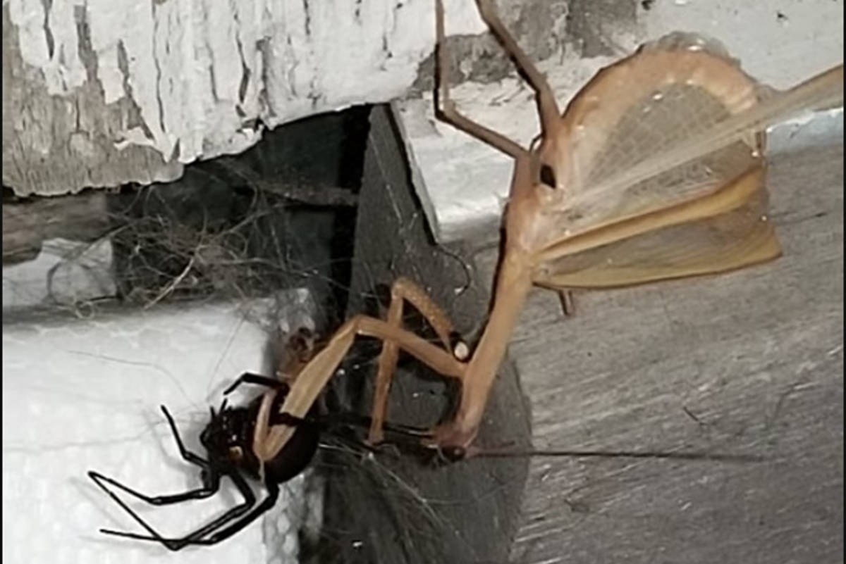 VIDEO: Praying mantis fights black widow in epic West Kelowna battle ...