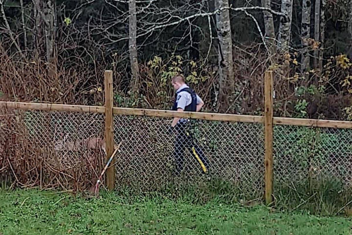 Prince Rupert Resident Outraged By Rcmp Decision To Shoot Deer Multiple Times Without Warning 3799