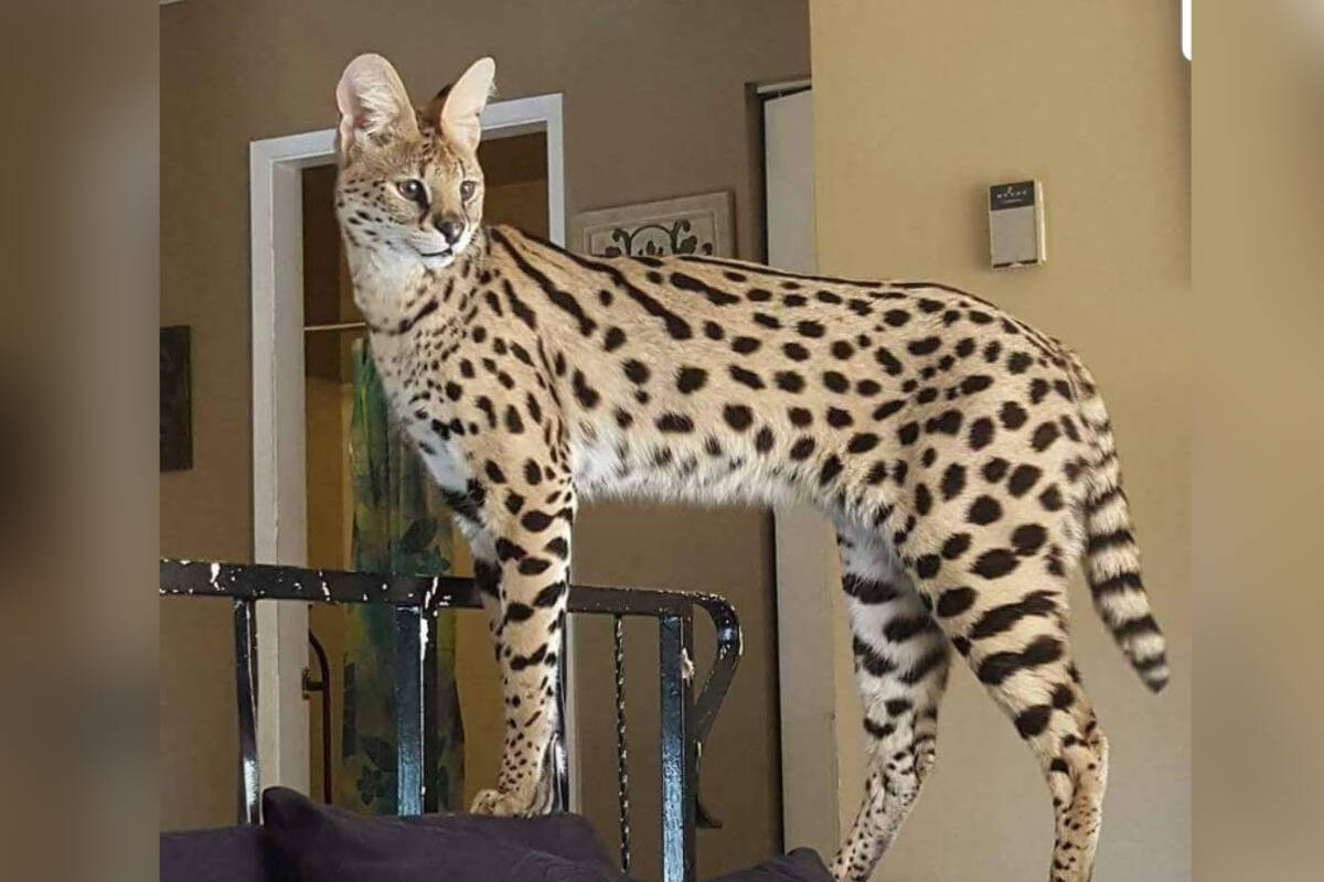 Serval Cat Pet