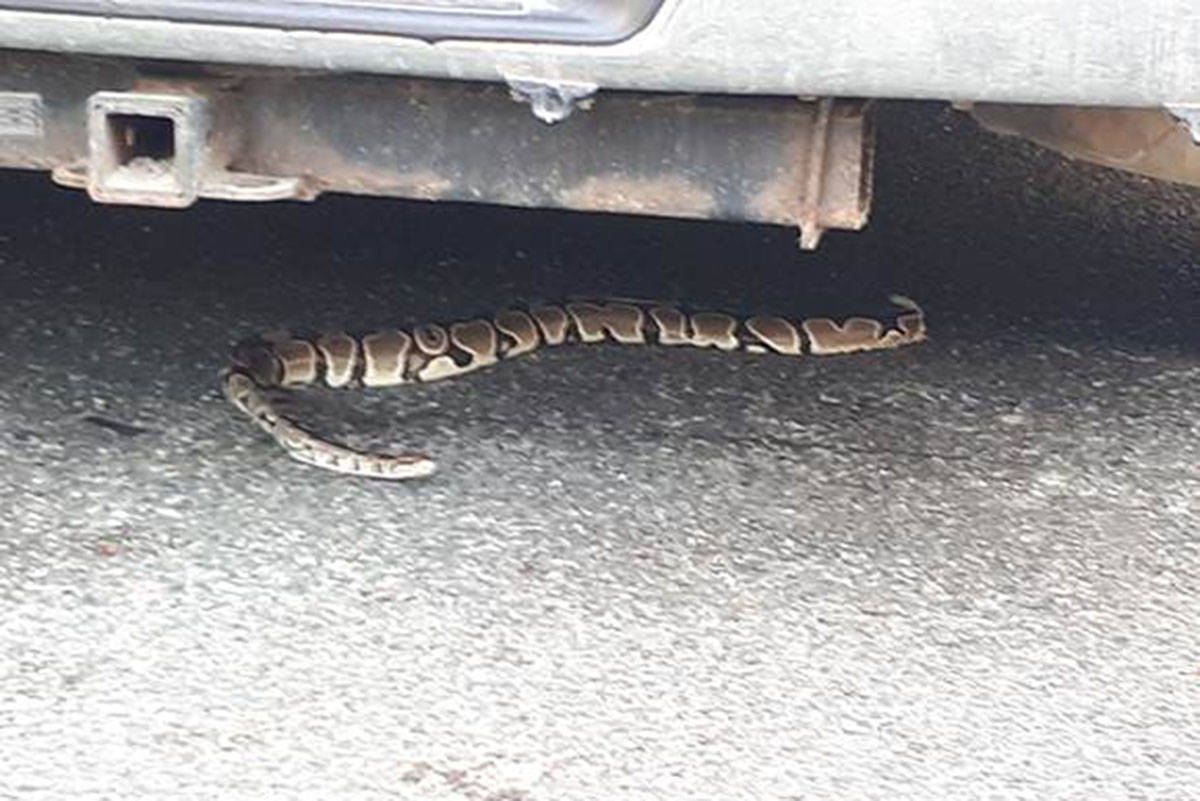 Missing python found under vehicle in Victoria - Oak Bay News