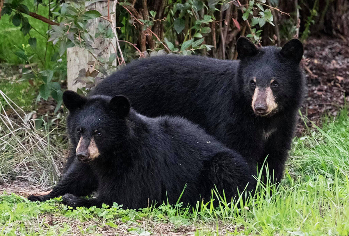 Maple Ridge Black Bear Society working to save animals - Peace Arch News