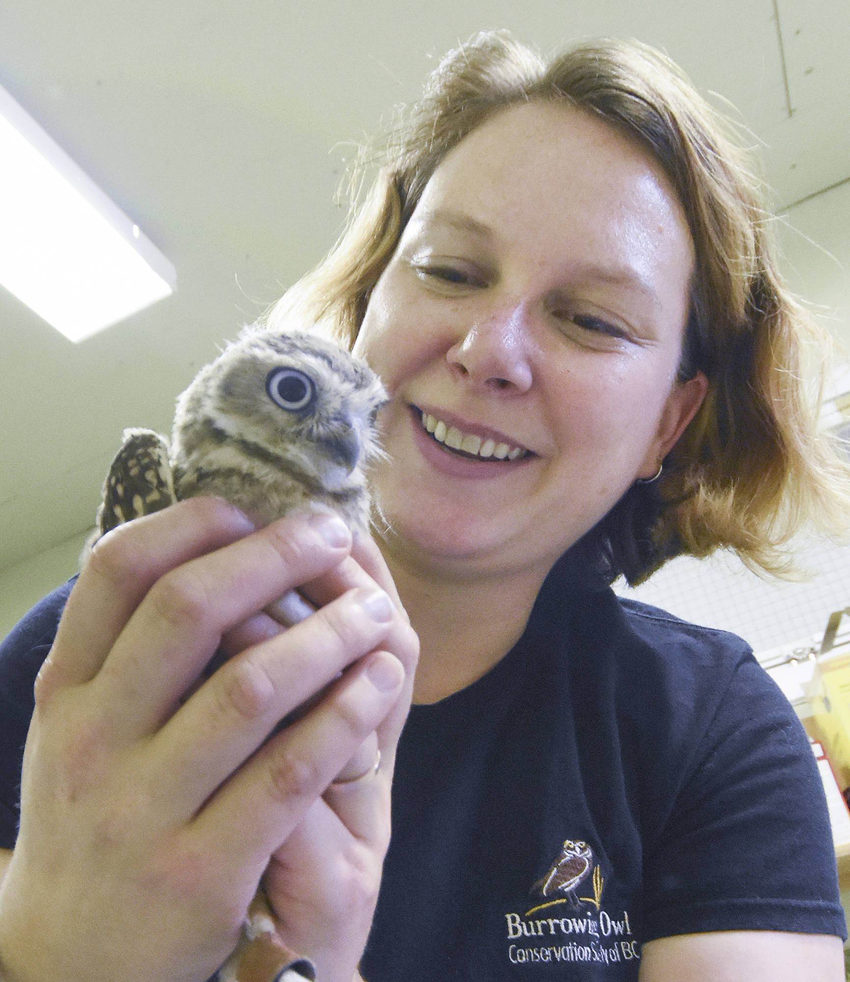 Down and dirty for South Okanagan burrowing owls - Penticton Western News Down and dirty for South Okanagan burrowing owls - Penticton Western News