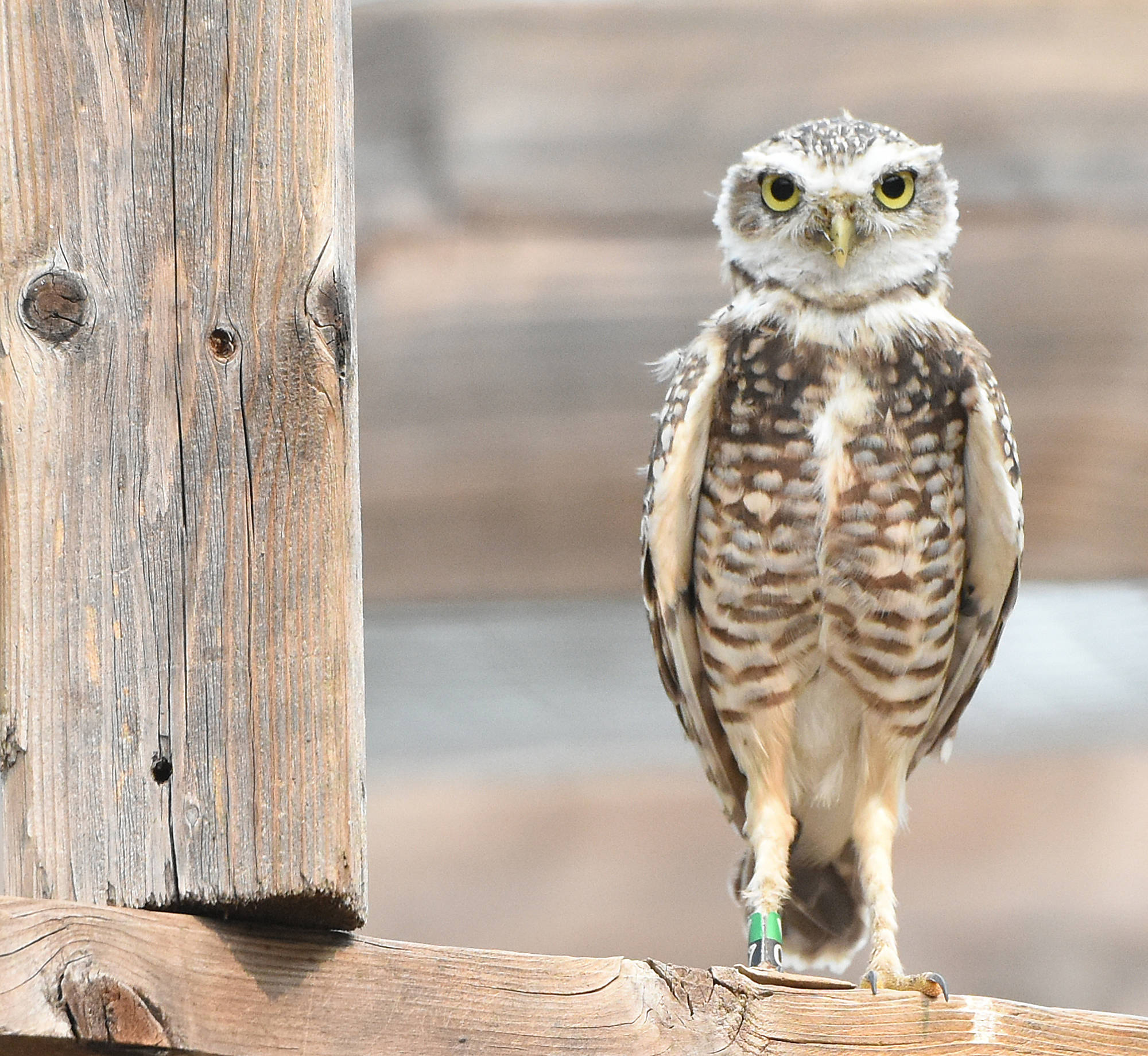 Down and dirty for South Okanagan burrowing owls - Penticton Western News Down and dirty for South Okanagan burrowing owls - Penticton Western News