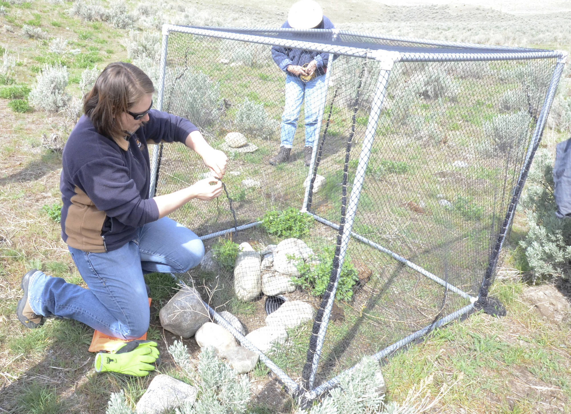 Down and dirty for South Okanagan burrowing owls - Penticton Western News Down and dirty for South Okanagan burrowing owls - Penticton Western News
