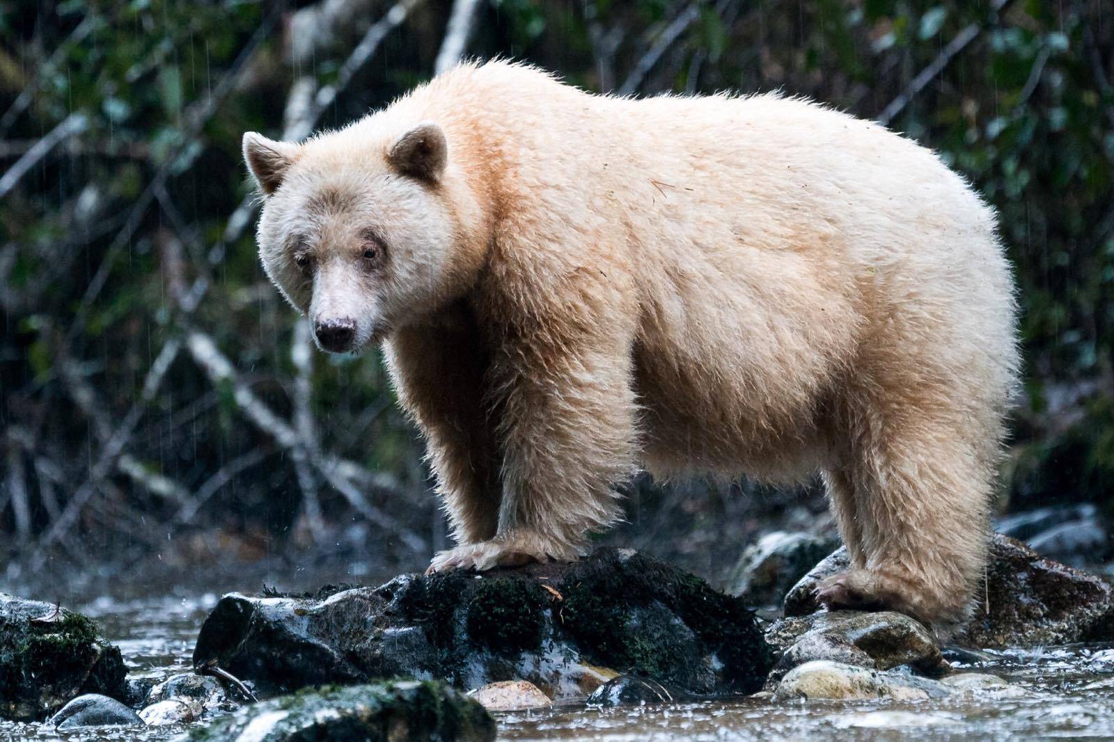 Red Deer photographer captures rare spirit bears - Red Deer Advocate
