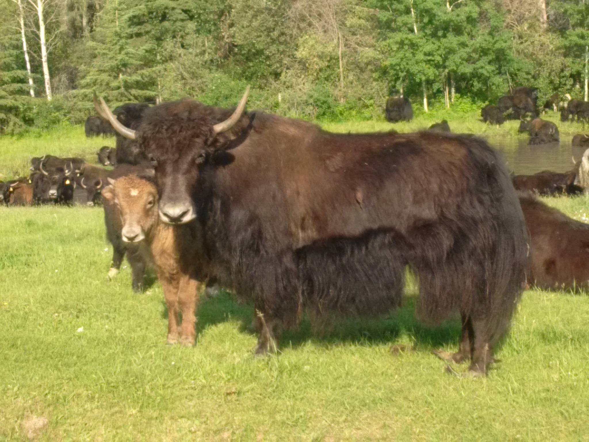 Demand has jumped for yak meat, say central Alberta farmers - Red Deer ...