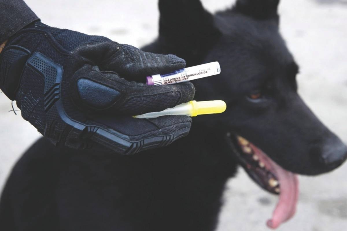 Robotic police dogs: Useful hounds or dehumanizing machines? - Red Deer ... Robotic police dogs: Useful hounds or dehumanizing machines? - Red Deer ...