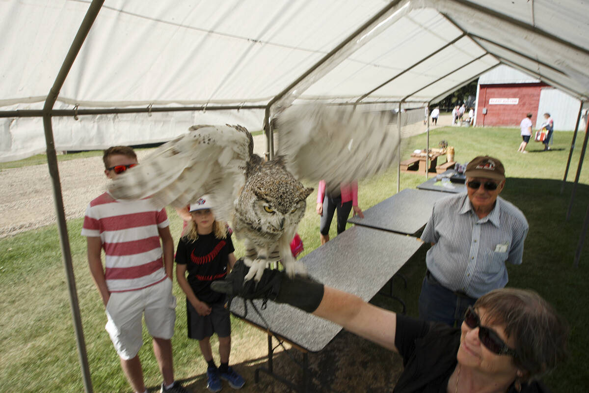 Come out and celebrate Otis the owl’s 20th birthday - Red Deer Advocate