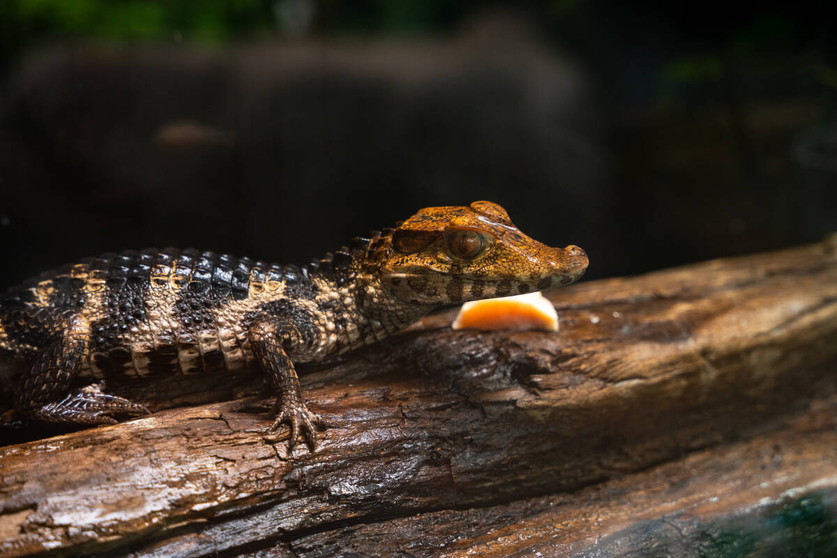 Caiman finds temporary home in Victoria after wildlife trafficking ...