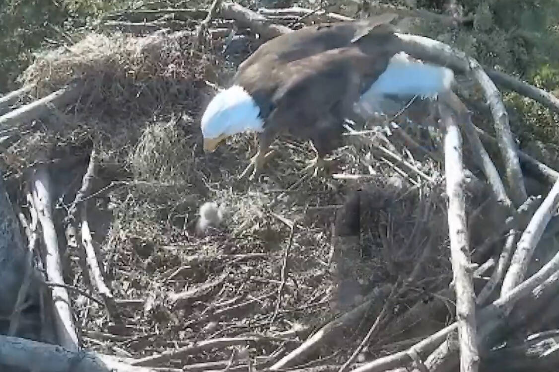 Bald eagle parents welcome newly hatched offspring in White Rock nest - Hope Standard