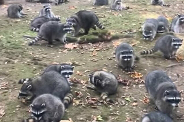 Washington state woman calls 911 after being hounded by up to 100 raccoons - Nanaimo News Bulletin