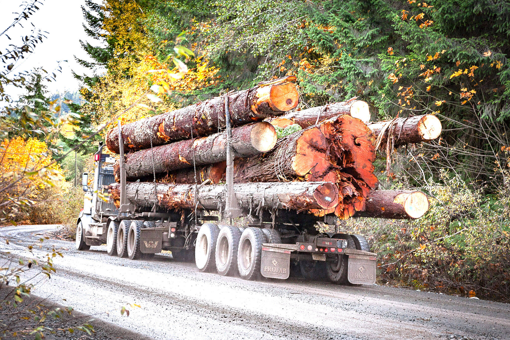 RCMP arrest 4 protesters at remote logging blockade near Lake Cowichan ...