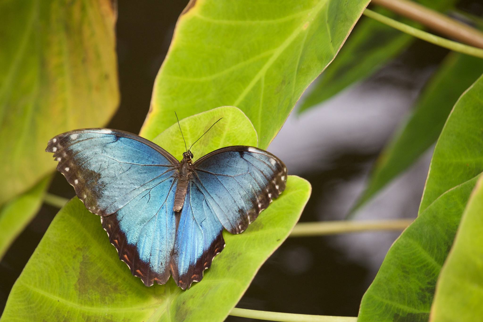 Blue Morpho Butterfly Chrysalis