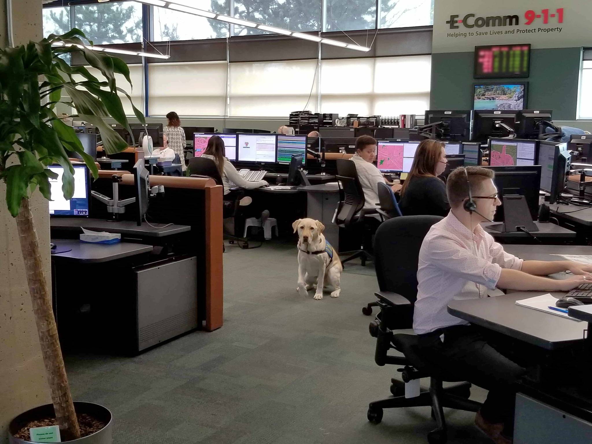 Koltan the yellow lab provides therapeutic love for B.C.’s E-Comm 911 team - Surrey Now-Leader
