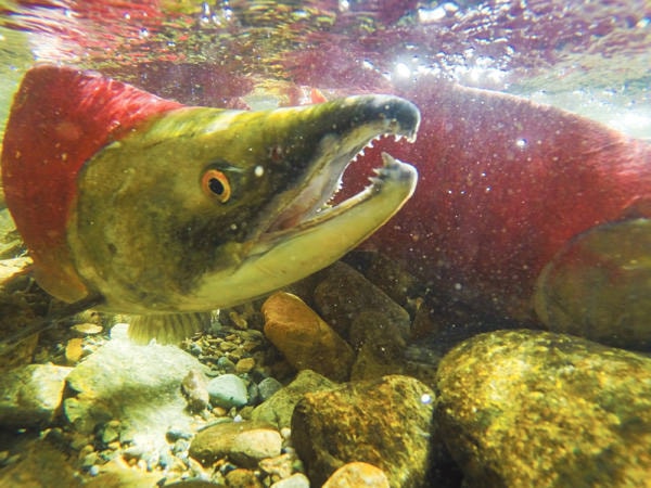 Public input wanted on salmon management - Terrace Standard Public input wanted on salmon management - Terrace Standard