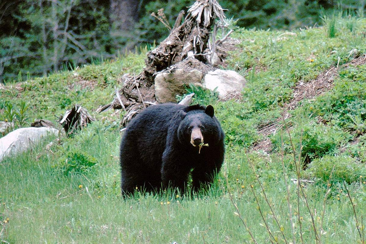 UPDATE: 1 injured, 2 in critical condition following bear attack in ...