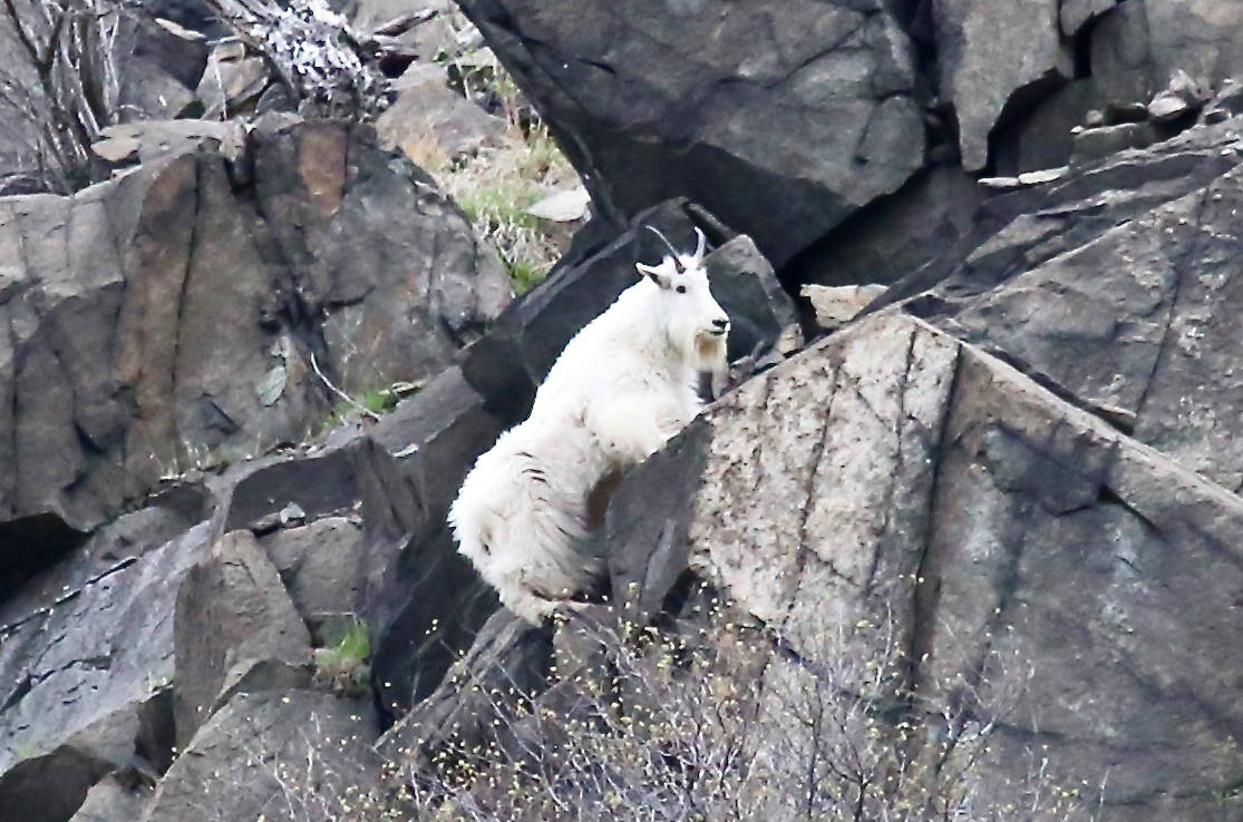 Mountain Goats Falling