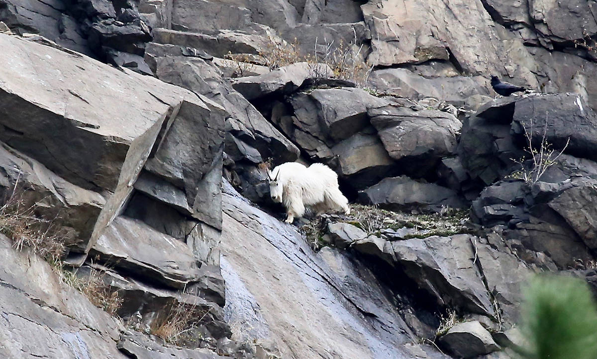 Mountain Goats Falling