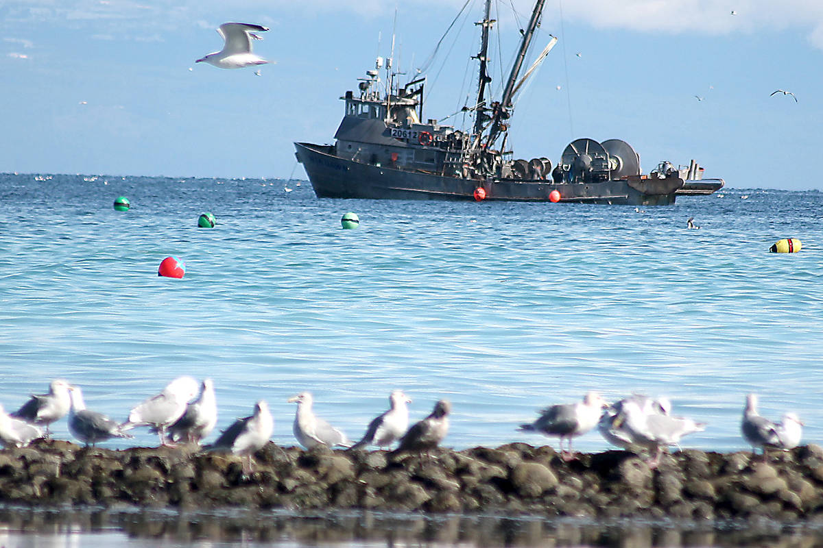 Special seagull research project slated to begin next month in ...