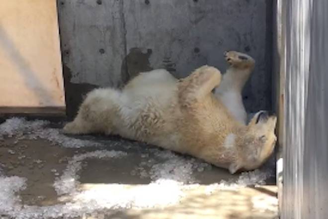 Utah zoo’s polar bear chills out with ice cubes - Greater Victoria News